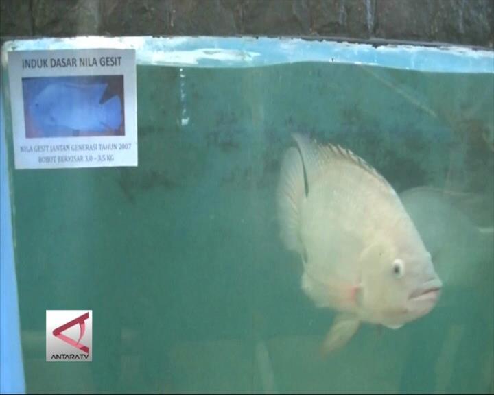 Si Gesit & Sultana, Nila Andalan Dari Sukabumi - ANTARA News