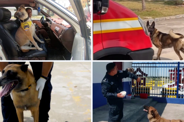 Para anjing pintar dengan segala keahliannya - ANTARA News