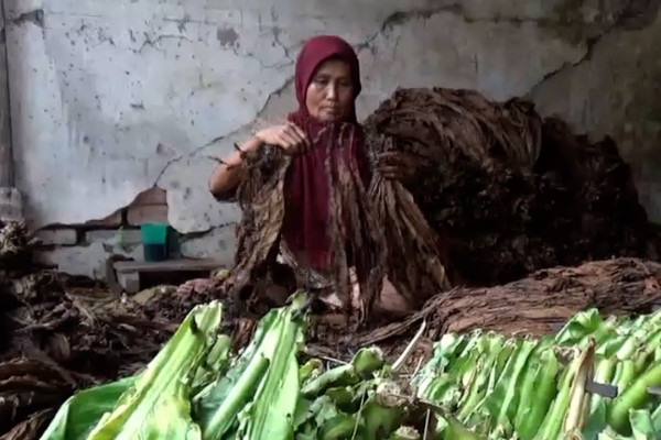 Petani tembakau asepan nikmati harga terbaik saat kemarau basah ...