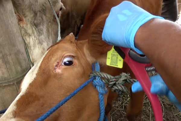 Serangan virus LSD pada hewan ternyata bisa disembuhkan - ANTARA News