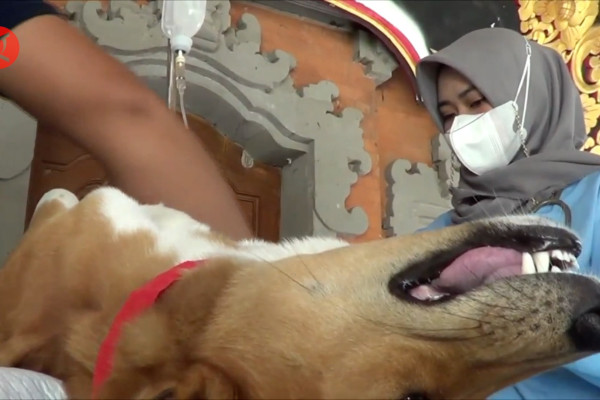 Kemenkes paparkan kondisi terkini kasus rabies di Indonesia - ANTARA News