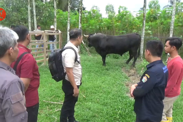 Tim Sespri Presiden cek kesehatan sapi kurban Jokowi di Sultra - ANTARA ...