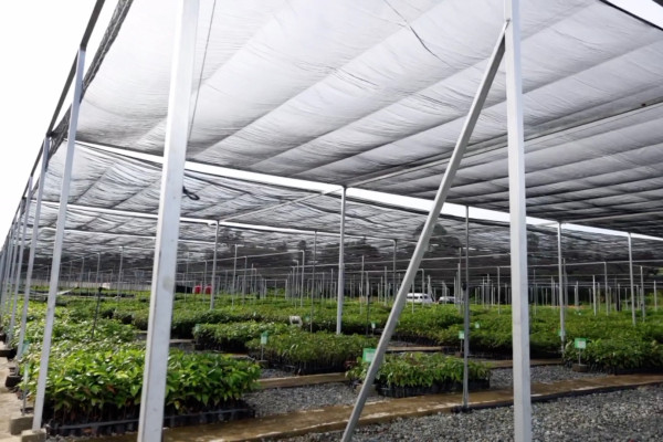 Persemaian Mentawir produksi 3,9 juta bibit pohon untuk IKN - ANTARA News