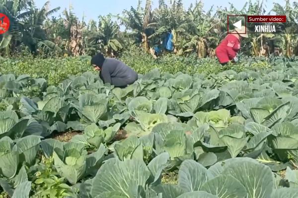 Petani Lebanon panen sayur di tengah serangan Israel - ANTARA News