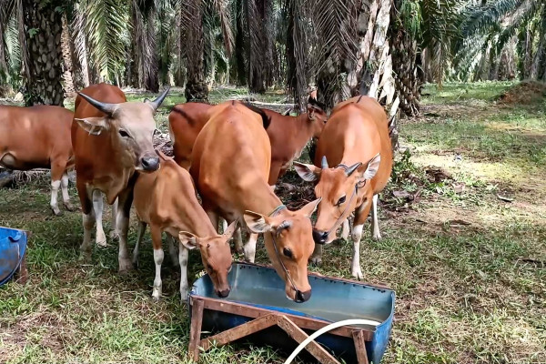 Kalsel gencarkan Siska Ku Intip tingkatkan populasi sapi - ANTARA News