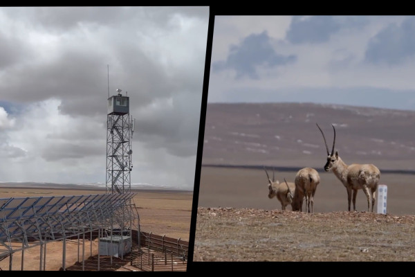 Teknologi baru bantu konservasi satwa di kawasan 'atap dunia' - ANTARA News