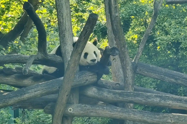 Acara budaya bertema panda raksasa digelar di Austria - ANTARA News