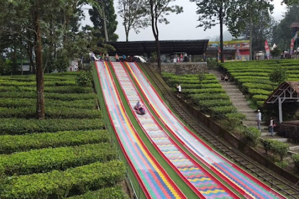 Langkah Agrowisata Gunung Mas Bogor ungkit angka kunjungan wisatawan ...