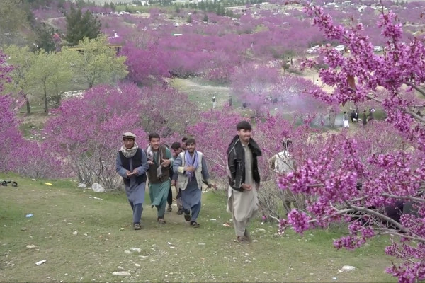 Bunga Arghawan ubah bukit Gulghondi Afghanistan jadi lautan ungu ...