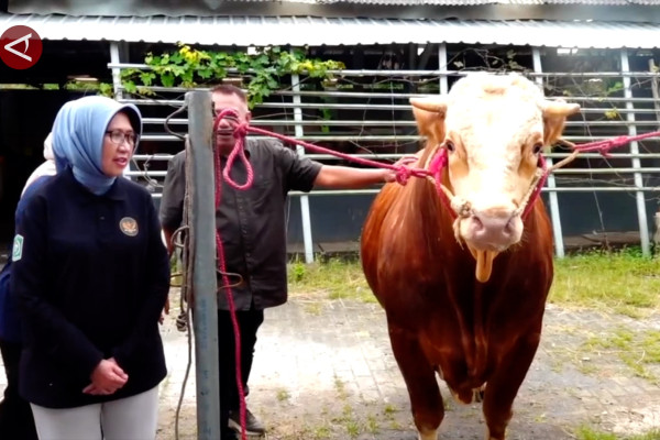 Mengenal Si Gemoy dari Lumajang, terpilih jadi sapi kurban Presiden - ANTARA News
