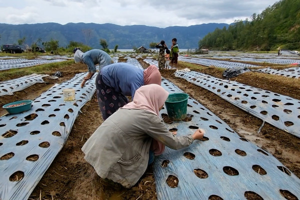 Dinas Pertanian Aceh Tengah edukasi petani berdayakan lahan usai panen ...
