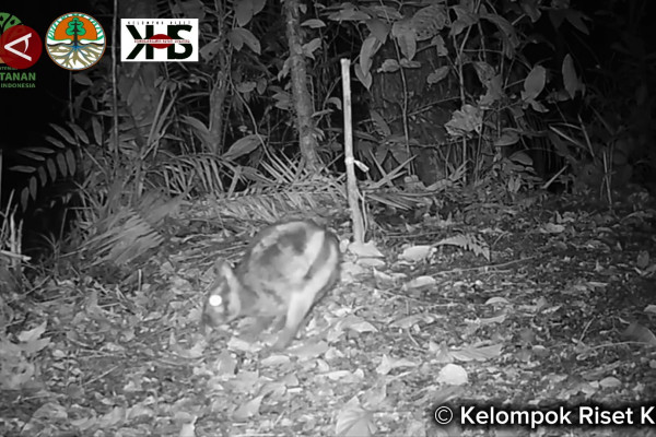 Kelinci langka Sumatera terekam di alam kawasan konservasi Sumbar ...