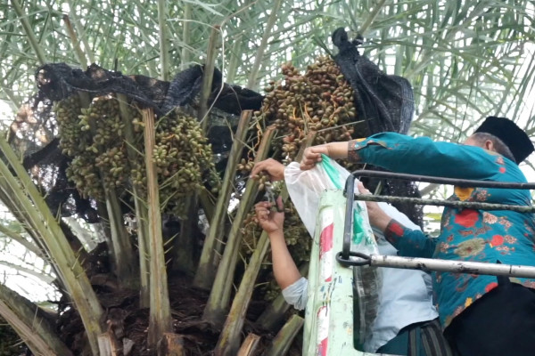 Masjid Agung Al Jami' Pekalongan panen perdana buah kurma - ANTARA News