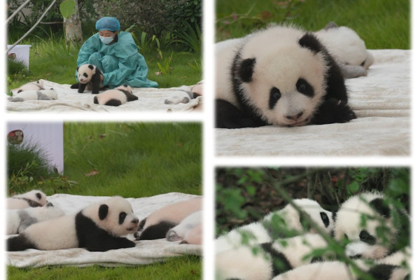 Menengok debut bayi panda raksasa di Chengdu, China - ANTARA News