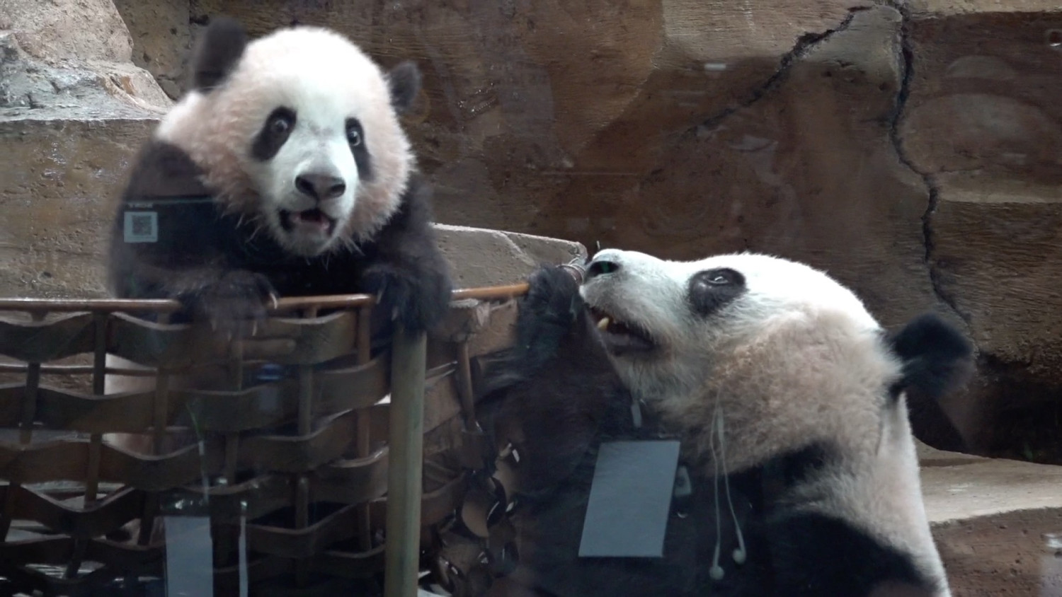 Setelah enam bulan, bayi panda pertama Indonesia tampil ke publik ...